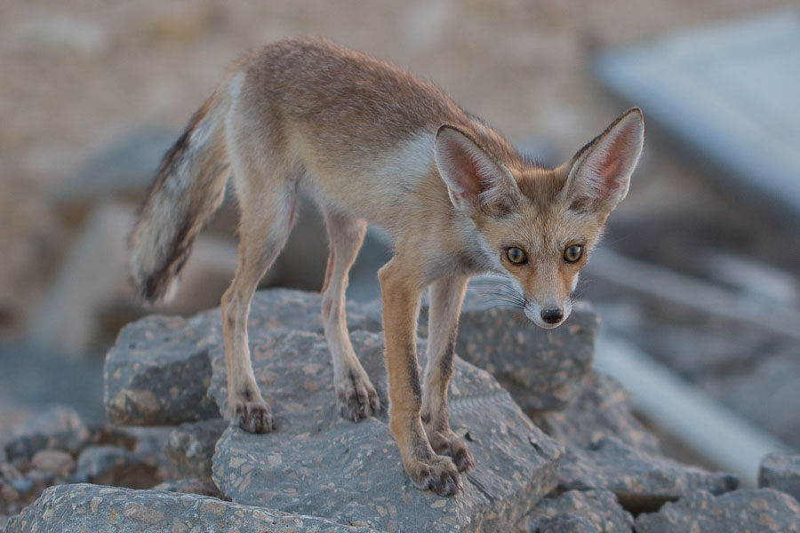 Birds of Saudi Arabia: A very close encounter with an Arabian Red Fox ...