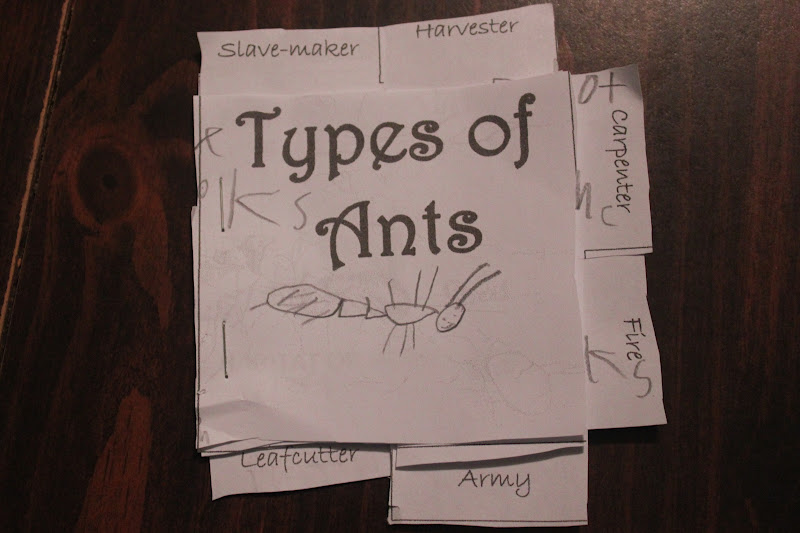 Learning With My Boys: Ants Day 5 -Types of Ants