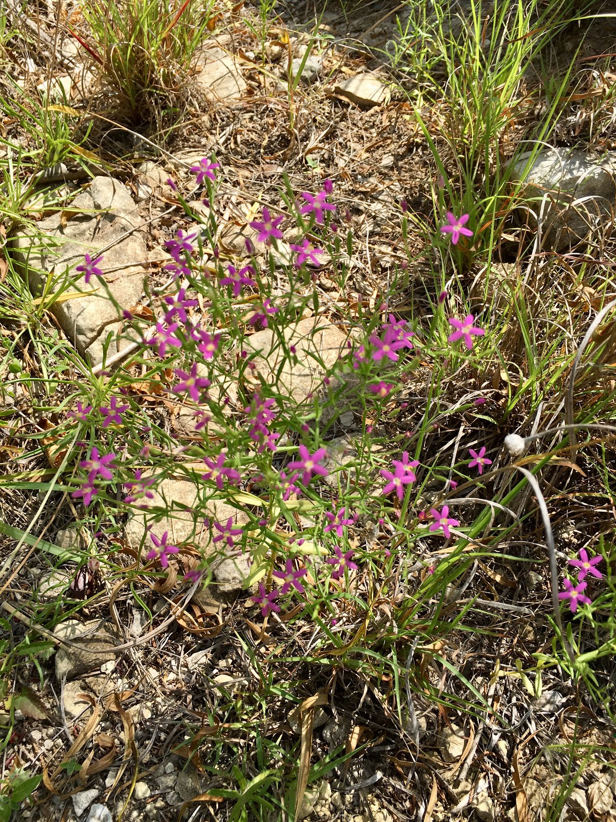 Among the Trees @ the Madrone Trail