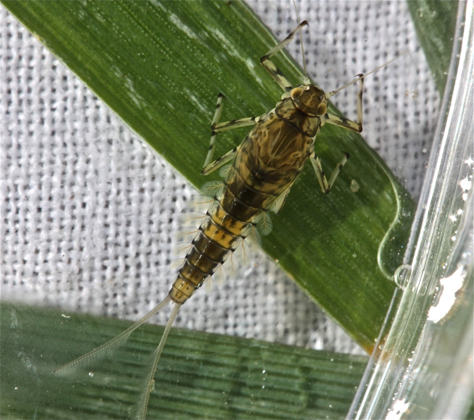 Aquatic Insects of Central Virginia: The Return of Our "Winter" Small ...