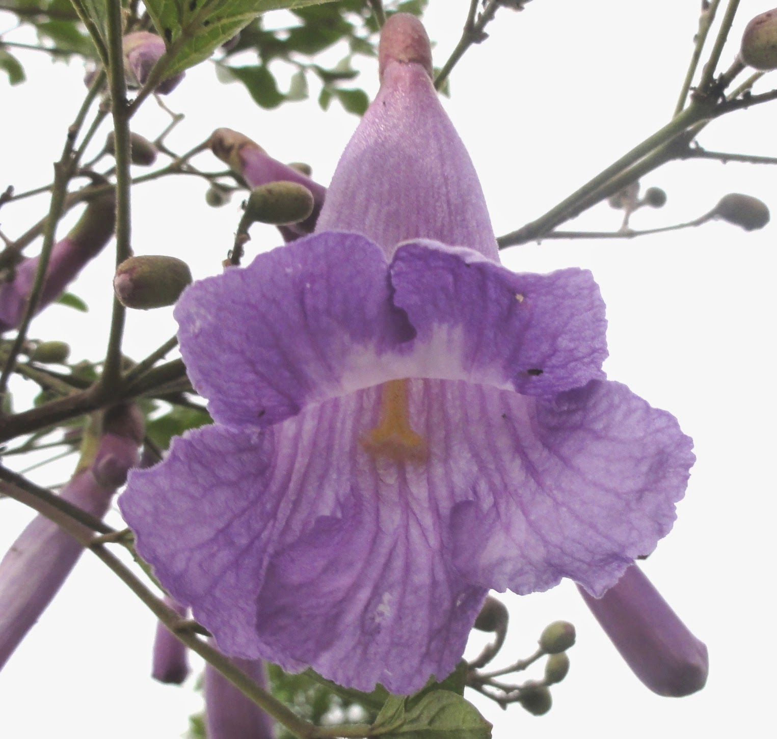 霧島ツツジ日記: ジャカランダ：Jacaranda puberula （carobinha, caroba ）露地で開花