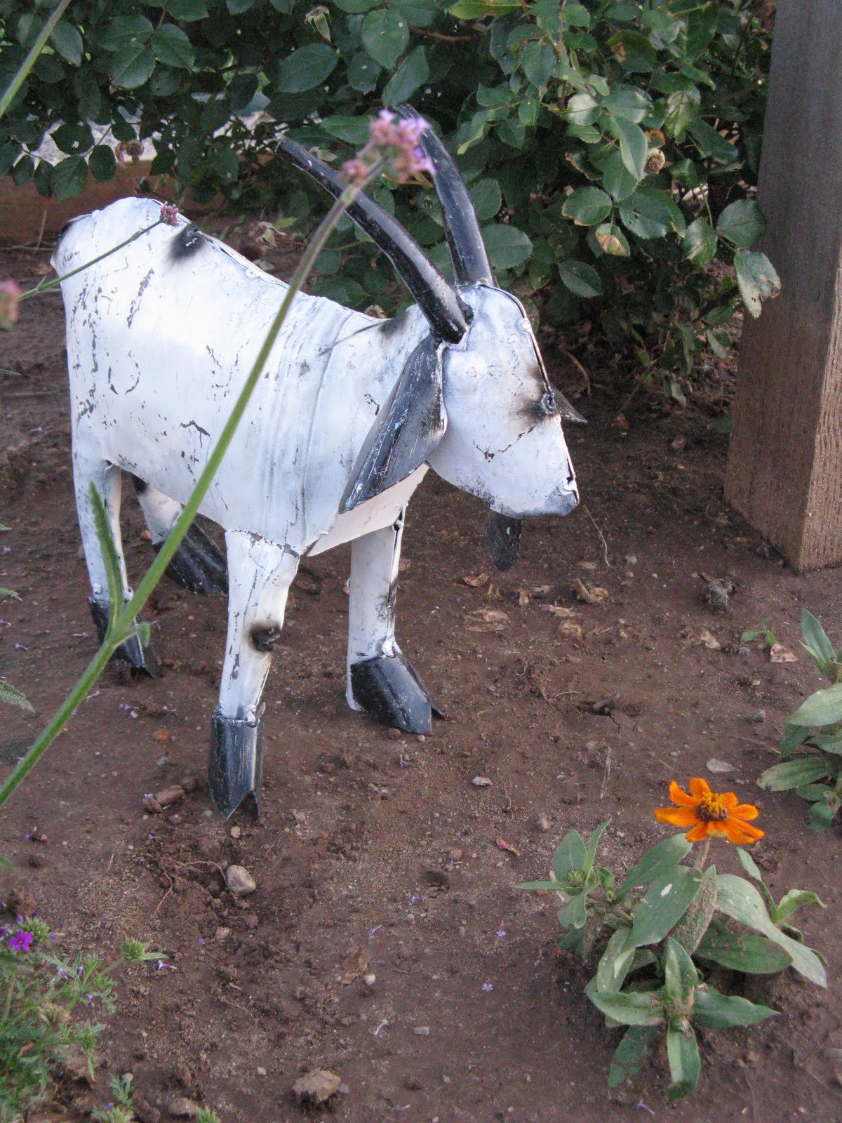Garden goat