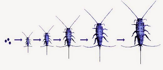 ENTOMOLOGIA: El mundo de los insectos