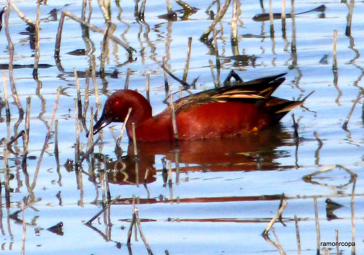 Aves del NOA y algo mas..: Pato colorado