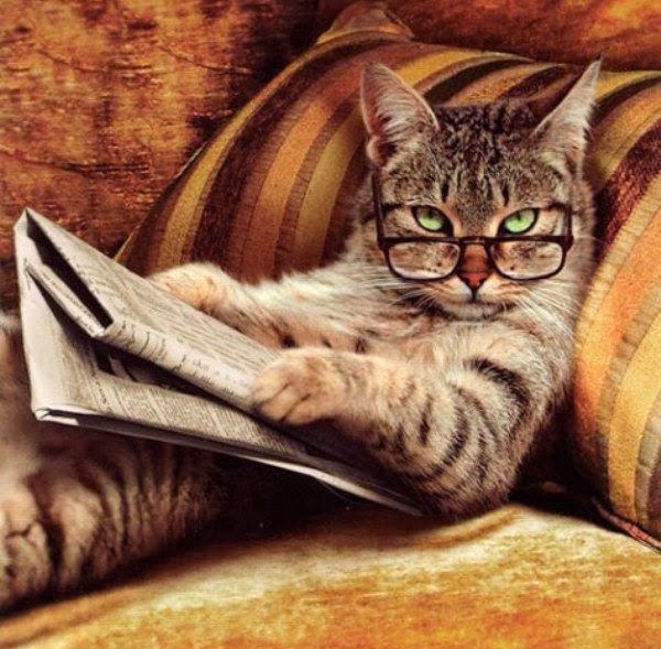 Funny and Wild Animals : Funny Animals Relaxing