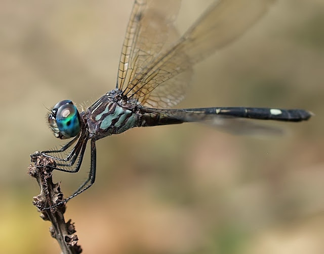 Andy foto natura: Insectos hermosos