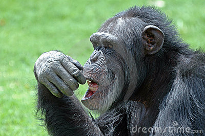 Funny Animals: Funny Chimp Face