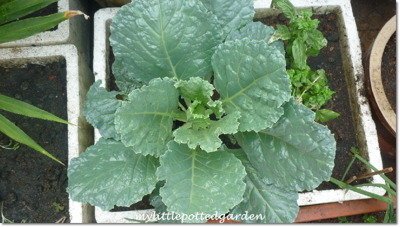 My Little Potted Garden: Chinese Kai Lan