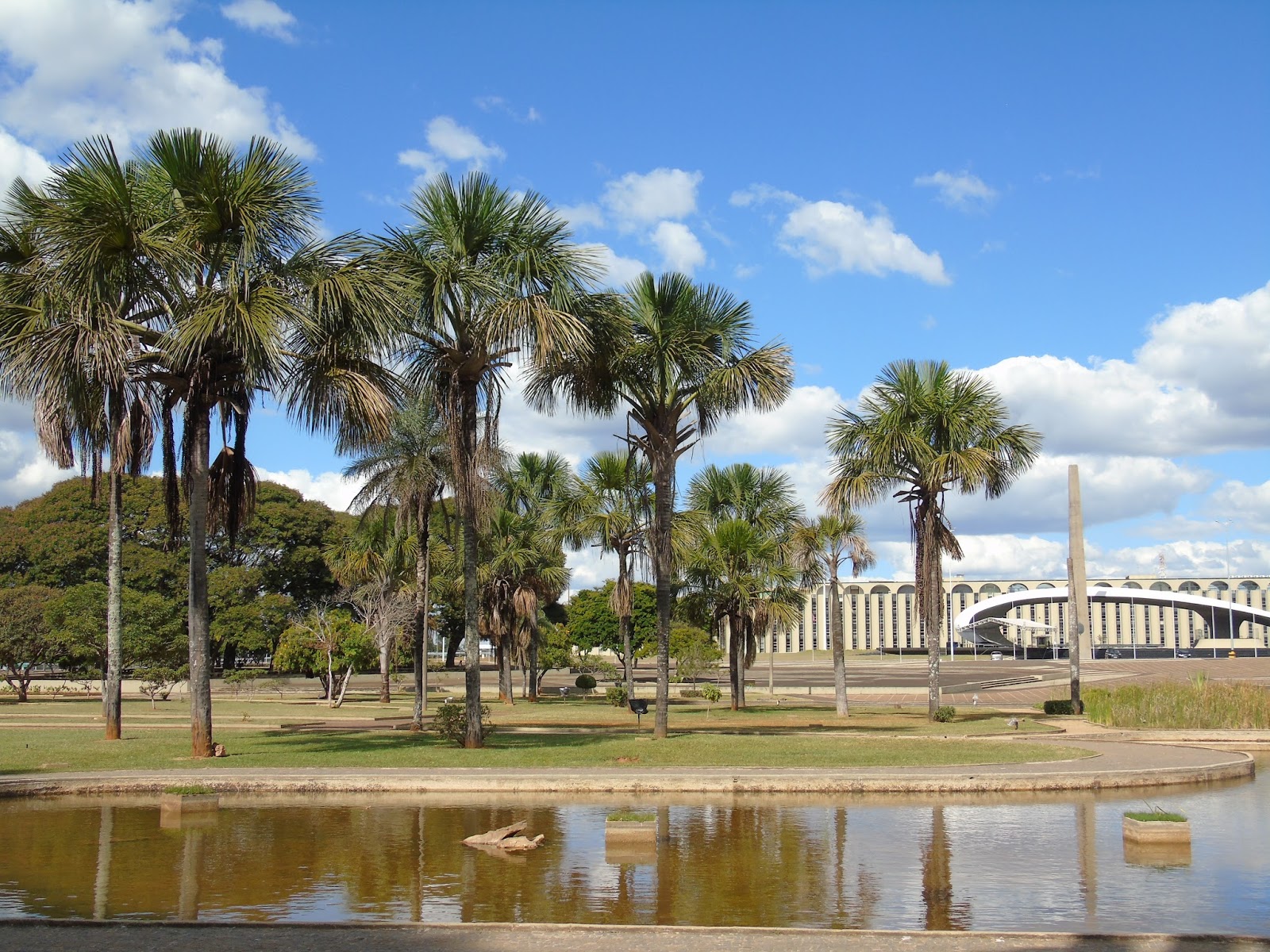 Buriti (Mauritia flexuosa L.f.) | A planta da vez