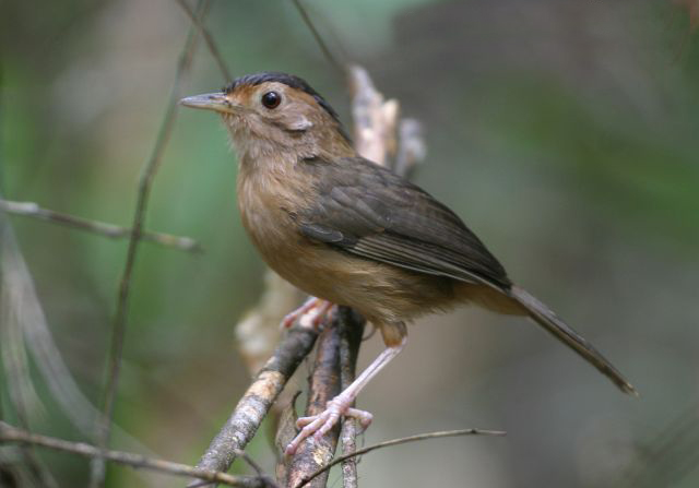 Sri Lankan Endemic Birds: Lanka Mudun Bora Demalichcha - The Brown ...