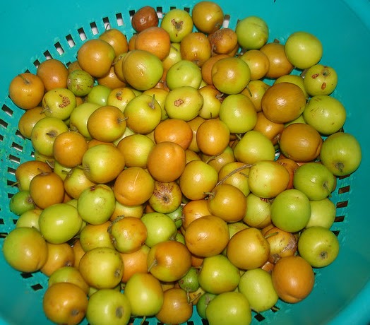 We love Our Bangladesh: Jujube (Boroi/Kul) is one of the popular ...