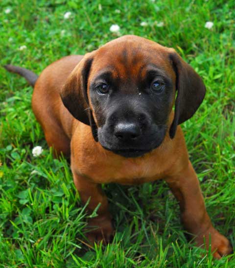 BORN-TO-TRACK BLOG: Bavarian pups available to tracking homes