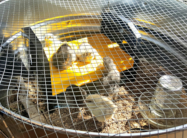 Seven Homemade Chick Brooders - Fresh Eggs Daily® with Lisa Steele