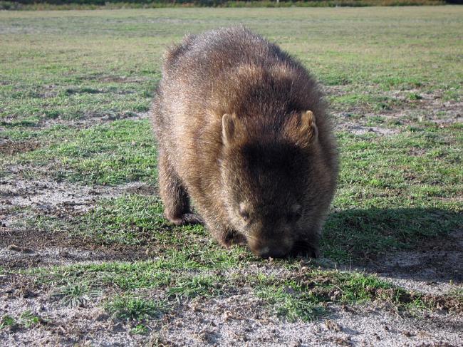 El ojo del buitre: Wombat (Phascolomys ursinus)