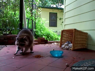MAPACHE ~ Tecnólogo Veterinario Orienta