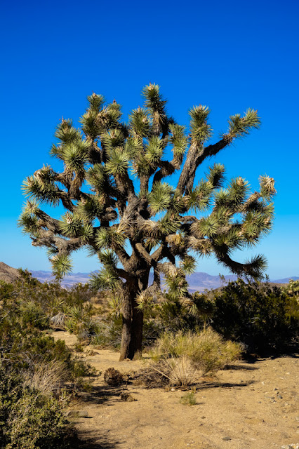 The Age of a Joshua Tree | Sciphotos