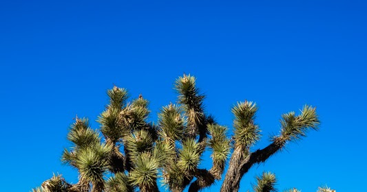 The Age of a Joshua Tree | Sciphotos