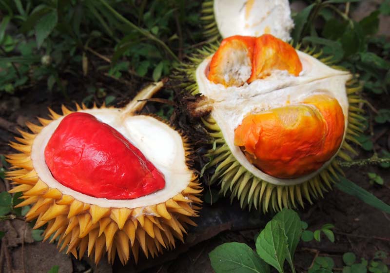 生活廣場 Every Day Life: Red Durian 看過紅榴蓮嗎？(安麗提供) (06/09/13)