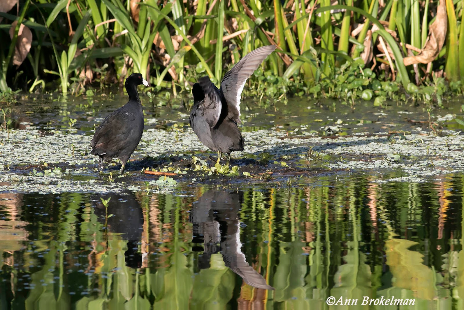 Ann Brokelman Photography: American Coots - Florida