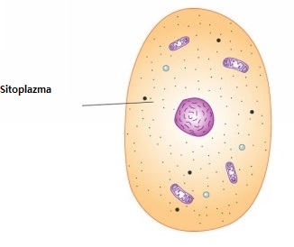 Hücre Zarı, Sitoplazma, Çekirdeğin Görevleri | BİYOLOJİ OKULU