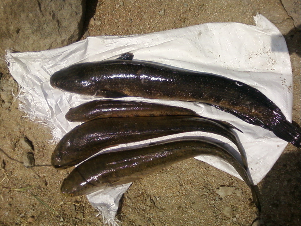 Deccan Angler-Latest fishing reports | Fishing trips | Fishing tackle ...