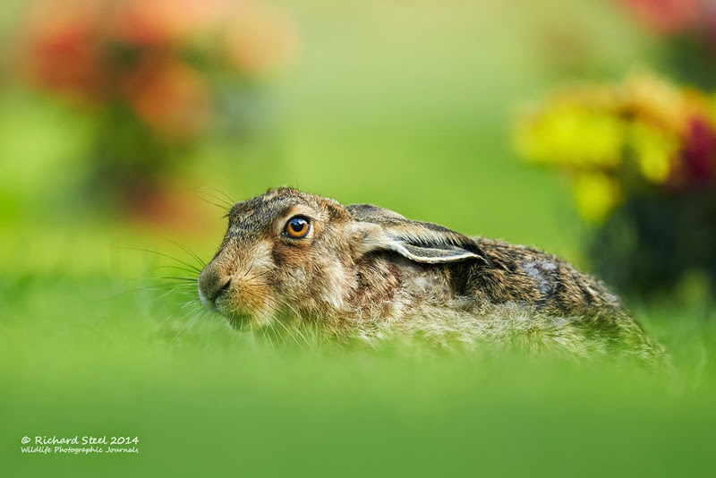 Wildlife Photographic Journals: Just the Hare Necessities