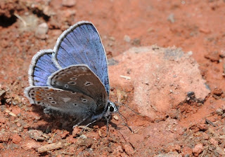 Butterflies of Turkey: Plebejus zephyrinus / Turkmenistan Zephyr Blue ...