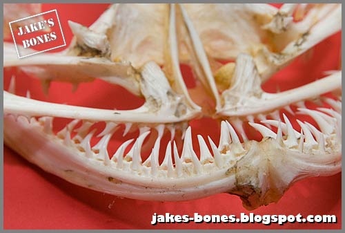 The monkfish skull and my new fish skull : Jake's Bones