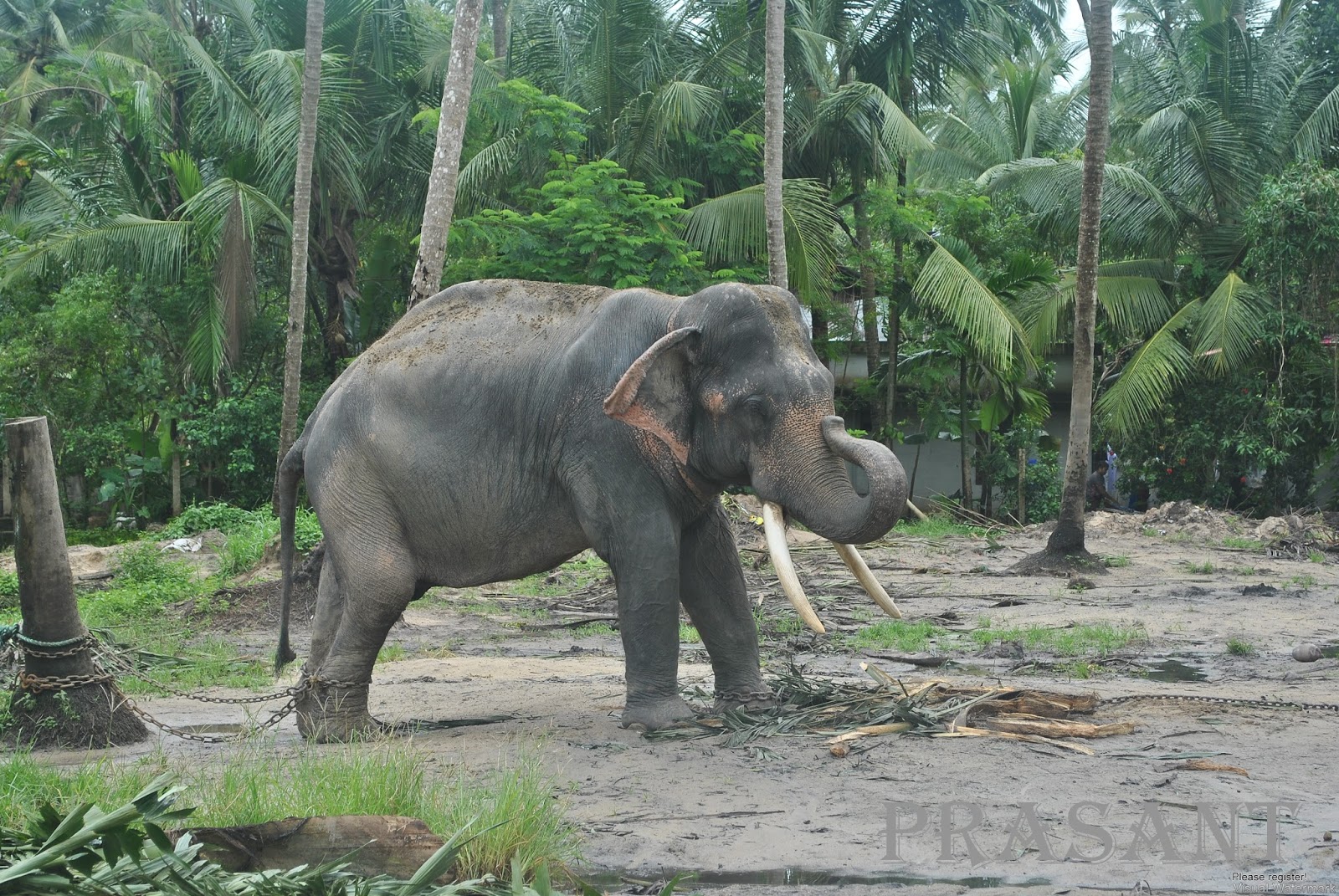 Prasantmenon: Anakotta - Guruvayoor Elephant Sanctuary