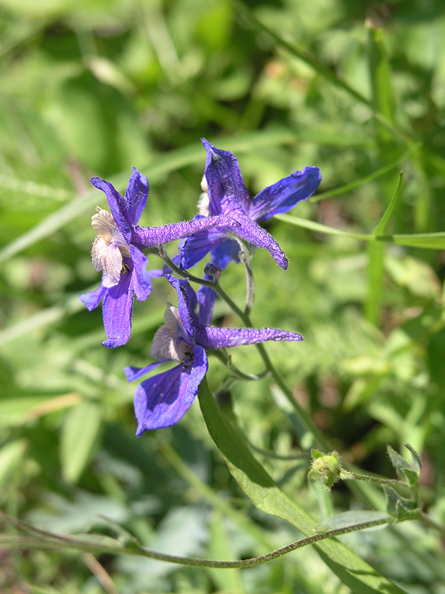 Maza Studio: Blue Larkspur