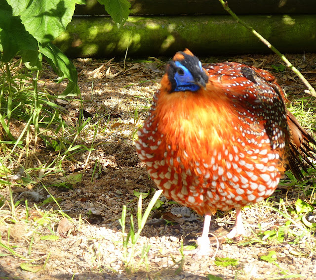Birding For Pleasure: Birds and Blue Grass!