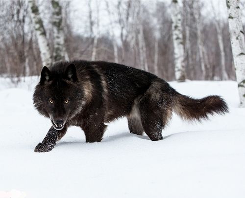 Cute Overload: 5 Amazing wolf Hybrids you have ever seen