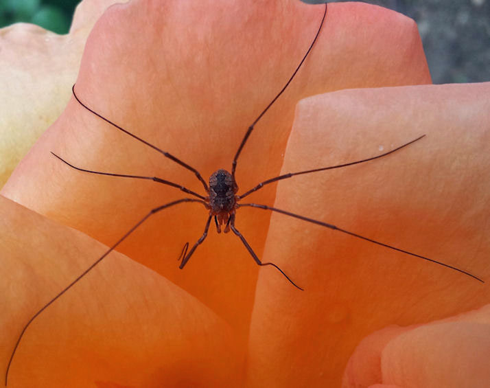 ...COQUELICOTS, COQUILLAGES...et BELLES PAGES !: Les habitants du ...