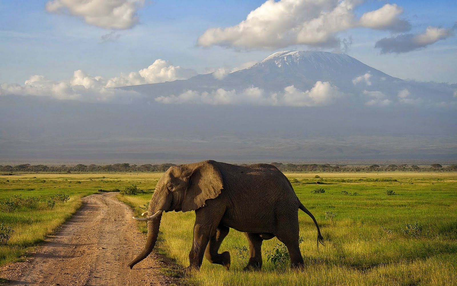 Olifanten Achtergronden | HD Wallpapers