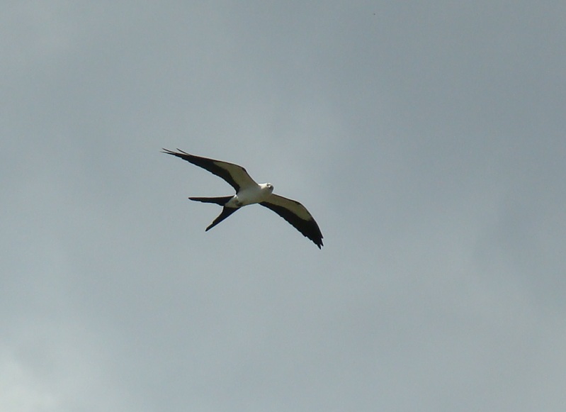 Burly Bird: Florida AVICATION Part II: The Glades...