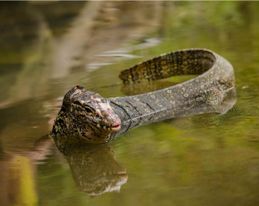 Quinine & More: The rise of the giant lizards