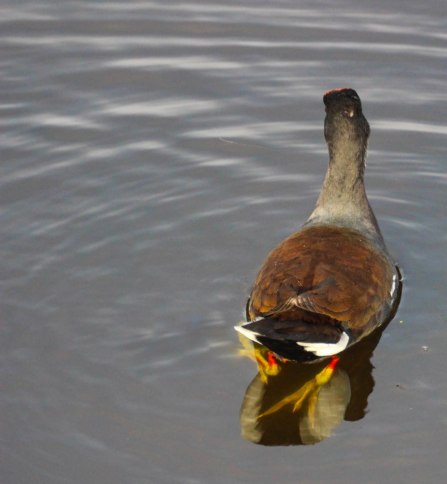 Cannundrums: Common Gallinule