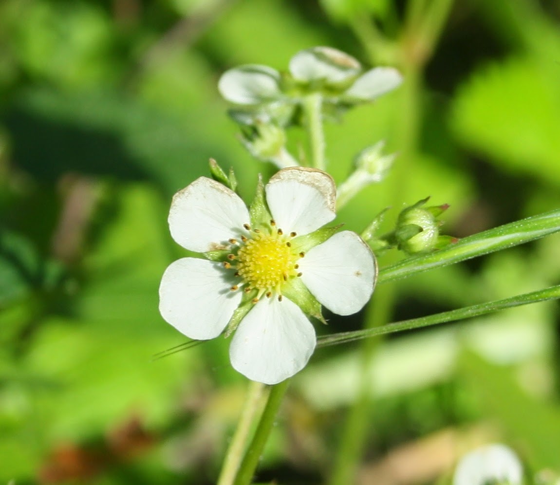 Plantas: Beleza e Diversidade: Morangueiro-bravo (Fragaria vesca subsp ...