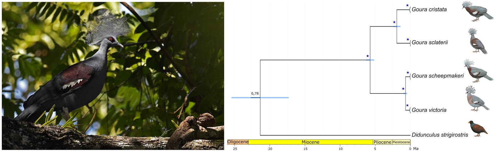 Species New to Science: [Ornithology • 2018] Recovering the ...