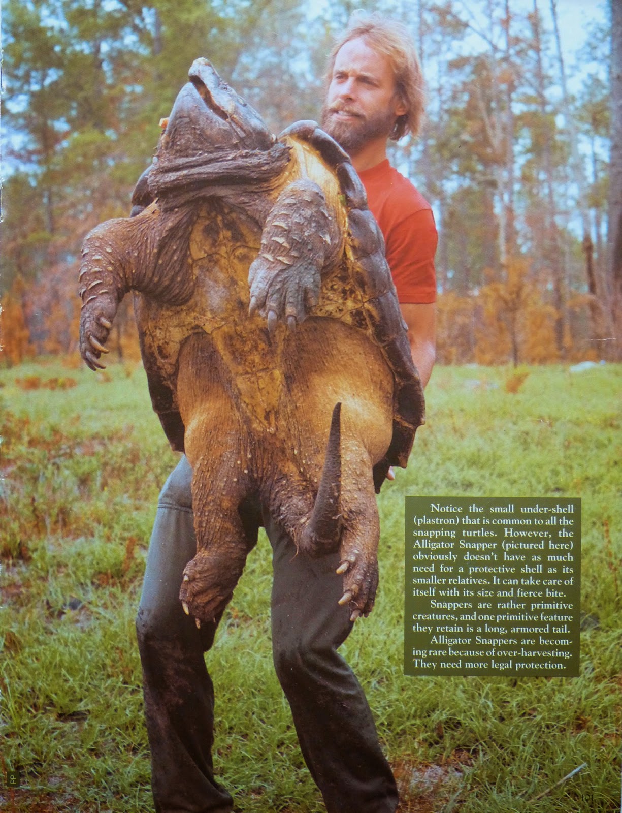The Continuing Adventures of Jud: THE AMAZING ALLIGATOR SNAPPING TURTLE