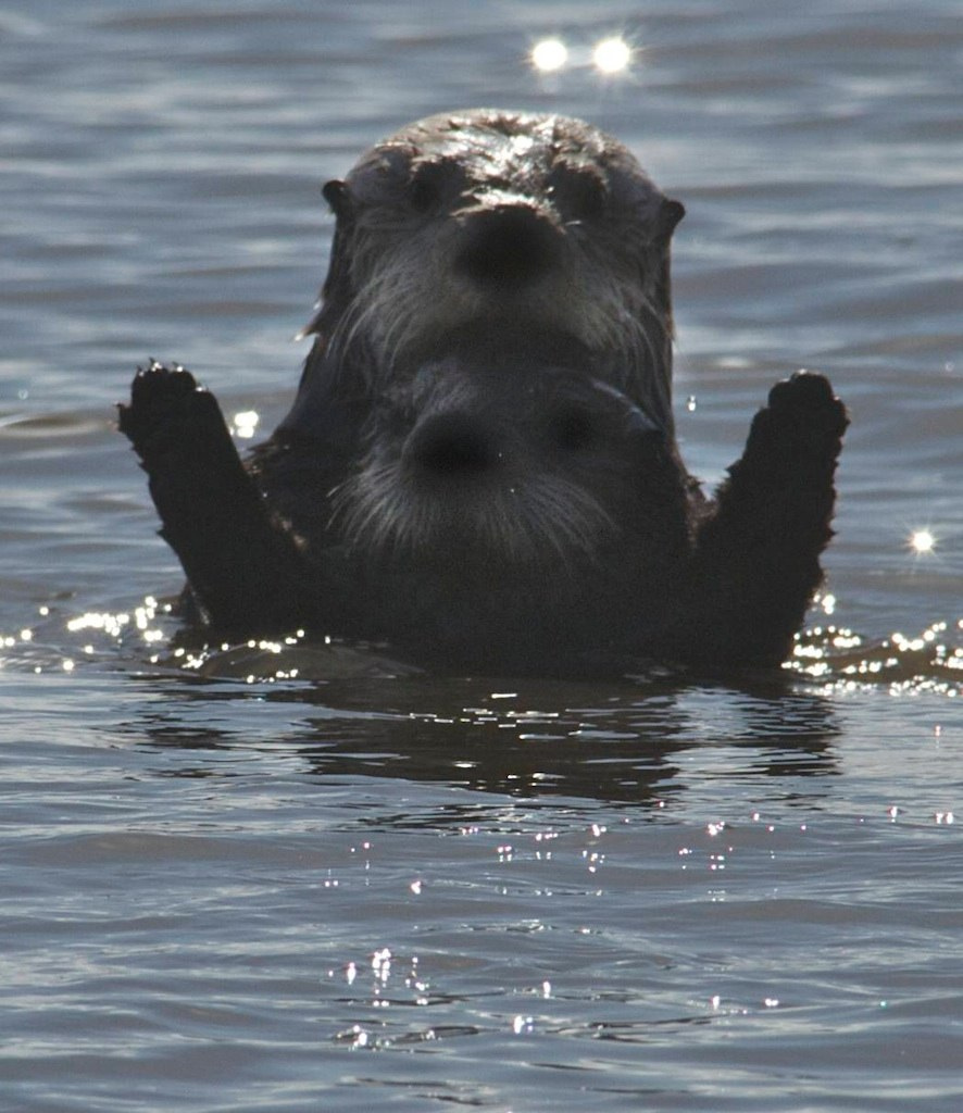 Bacon, Beer, Pizza and Baby Otters: Throw your Hands up in the air if ...