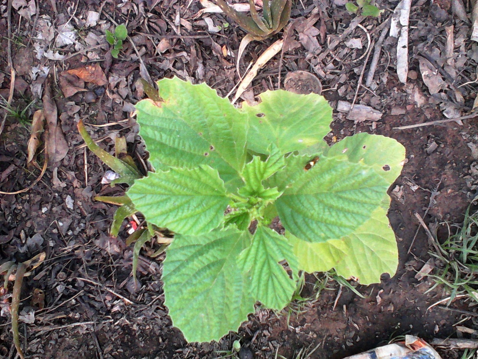 Ayurveda: बकुची (bakuchi)