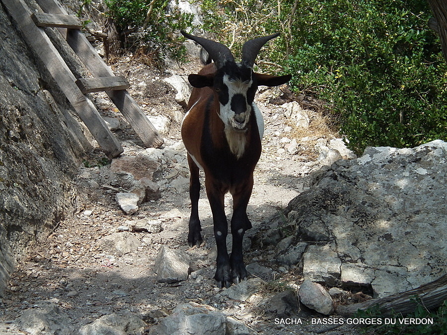 Un jour....Une photo !: Chèvres de Rove " Chapelle Ste Maxime Basses ...