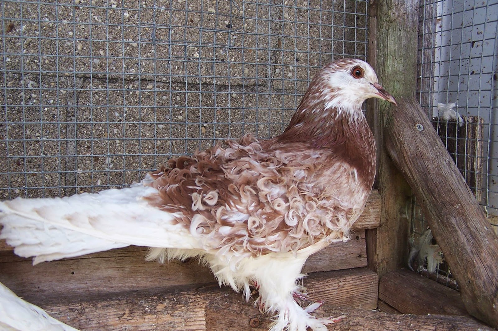 World of Pigeons and Doves: Frillback Pigeons