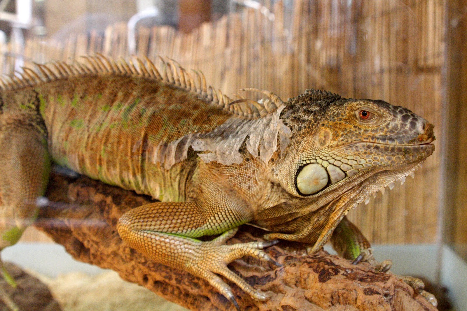 artbeco: Lessons from big snakes and little bunnies