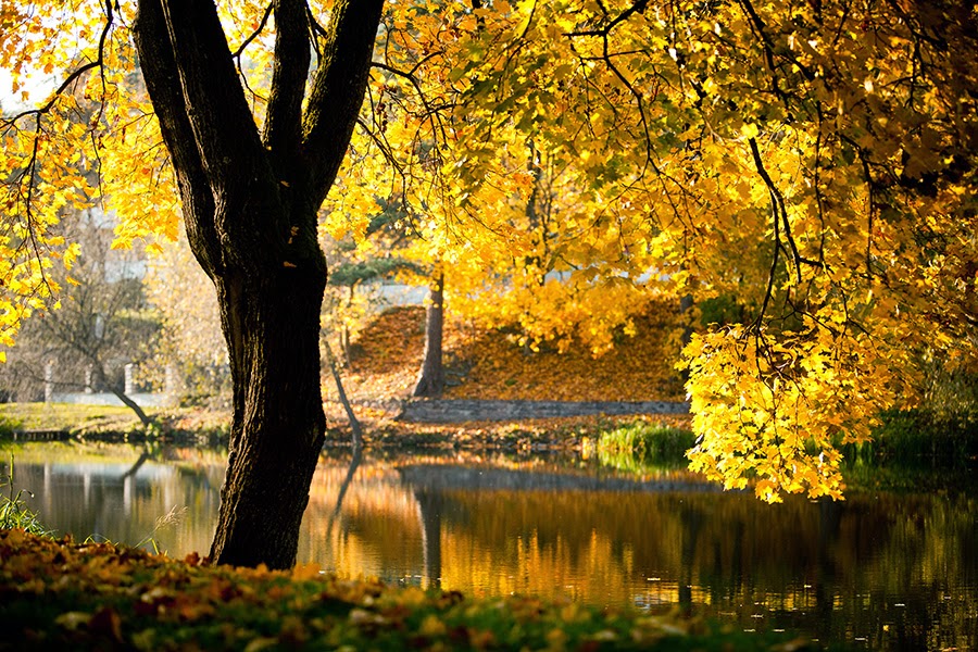 Pasaulis per objektyvą: Auksinis ruduo...
