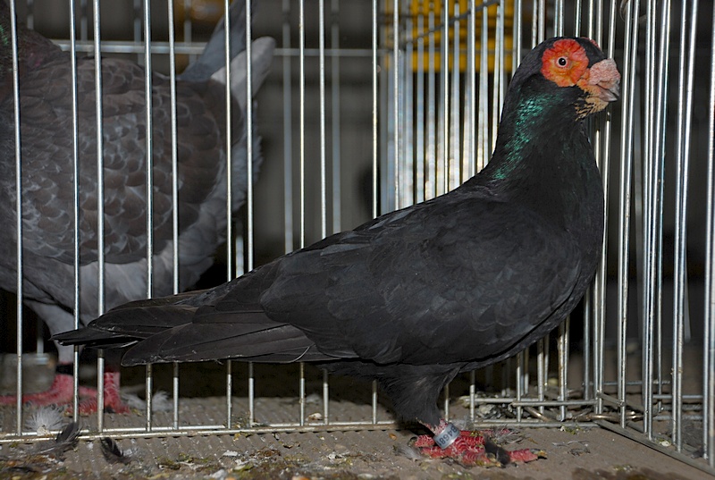 English Barb pigeons - Pigeons fall
