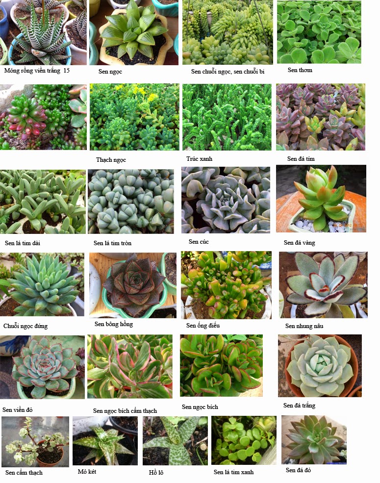 Sen đá Hồ Chí Minh: Cung cấp sỉ và lẻ sen đá giá tốt nhất thị trường