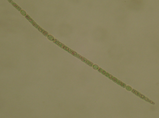 Cianobacteria Anabaena Sp.: Caracterización de la Anabaena sp.