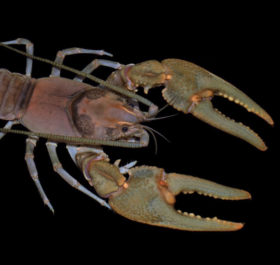 Species New to Science: [Crustacea • 2017] Cambarus (C.) appalachiensis ...